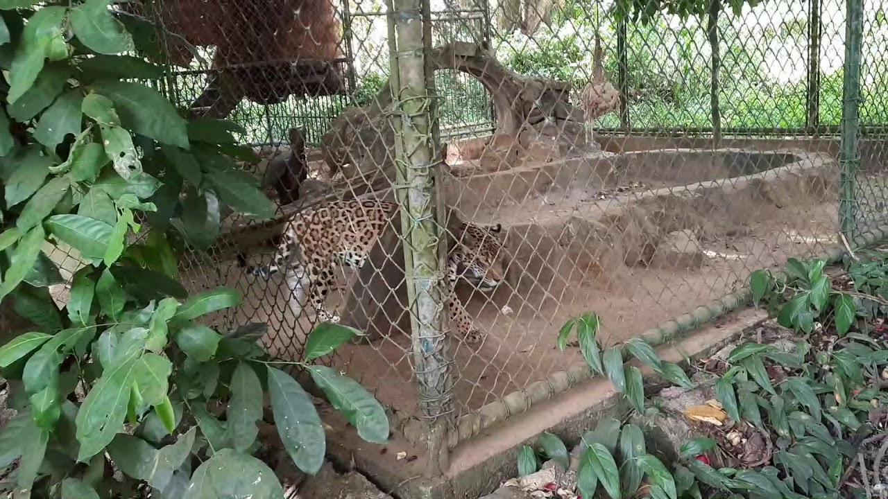 enjoying paramaribo zoo suriname l jalan2 di kebun binatang paramaribo ...