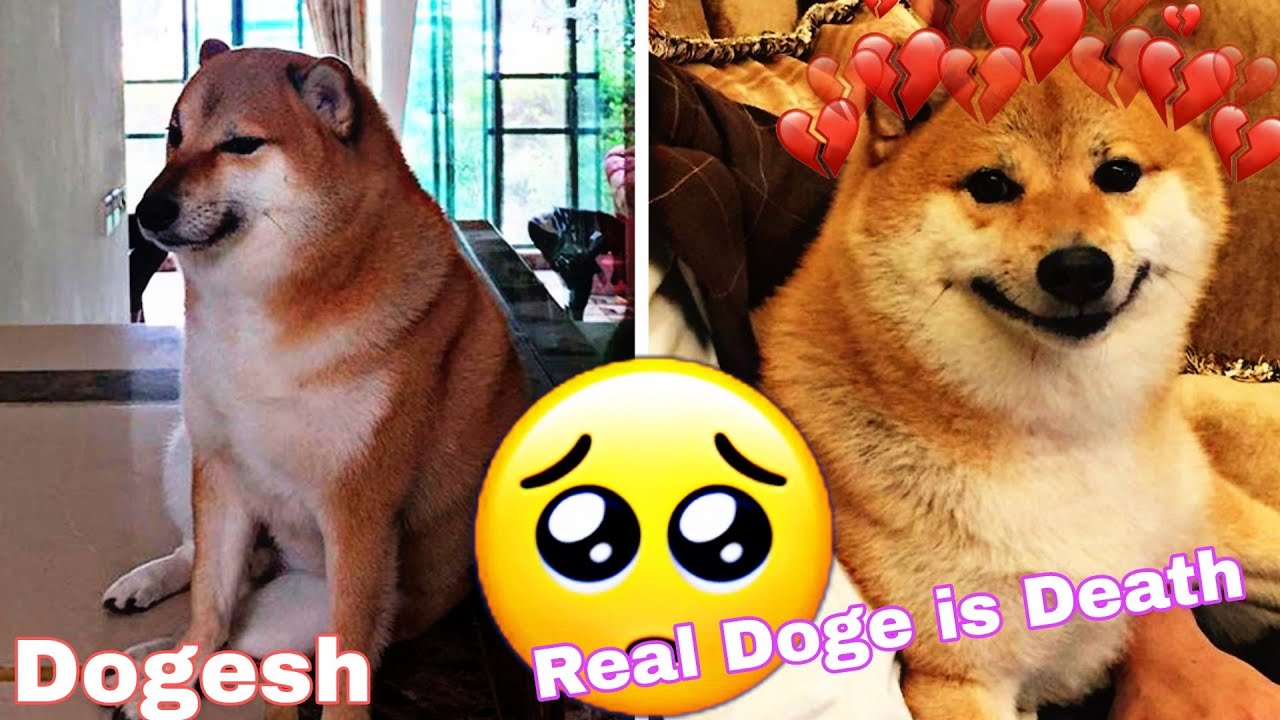 Cheems Doge | Meme King | Doge is Death | Real Dogesh is no More 💔⚰️🥀# ...