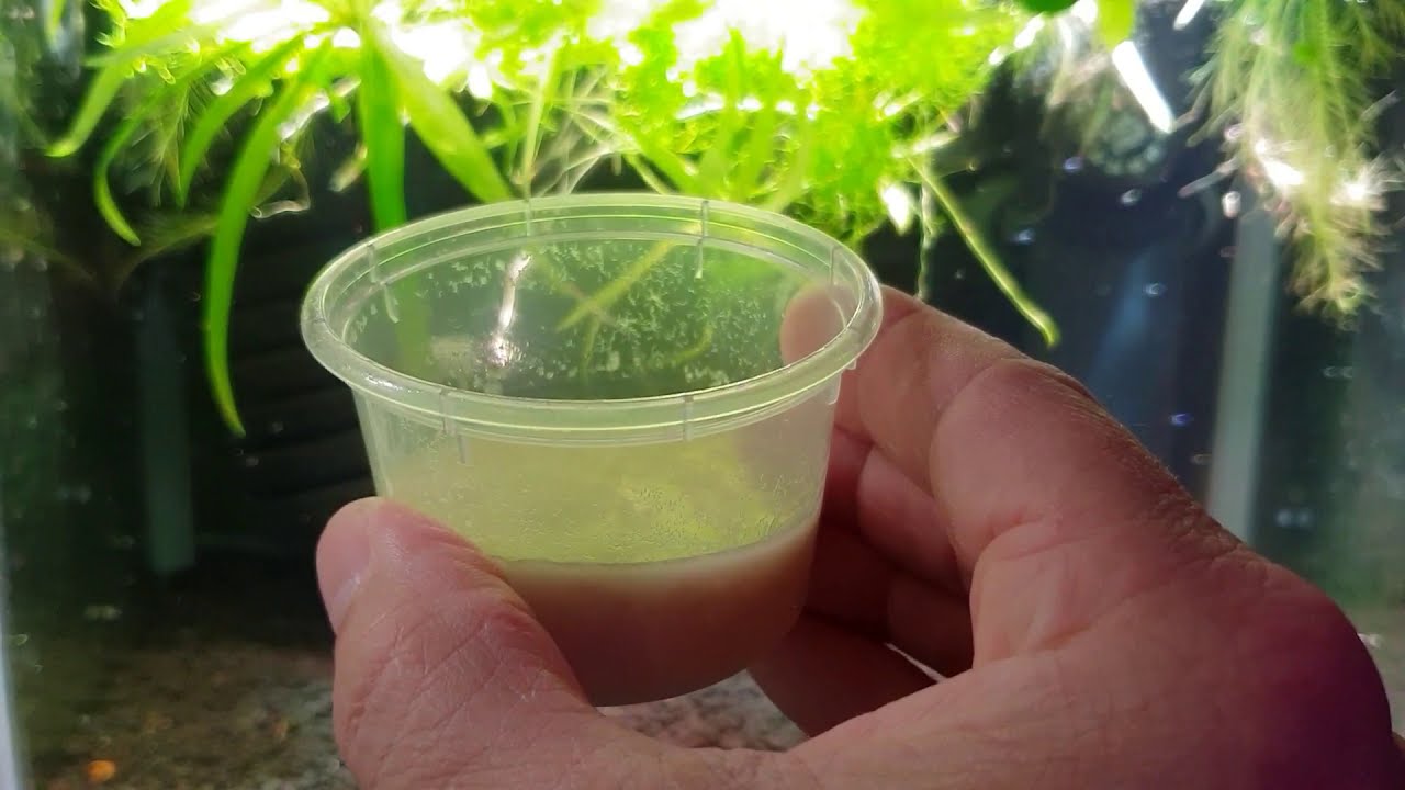 HOW TO BREED WHITE CLOUD MOUNTAIN MINNOWS PART 2 - YouTube