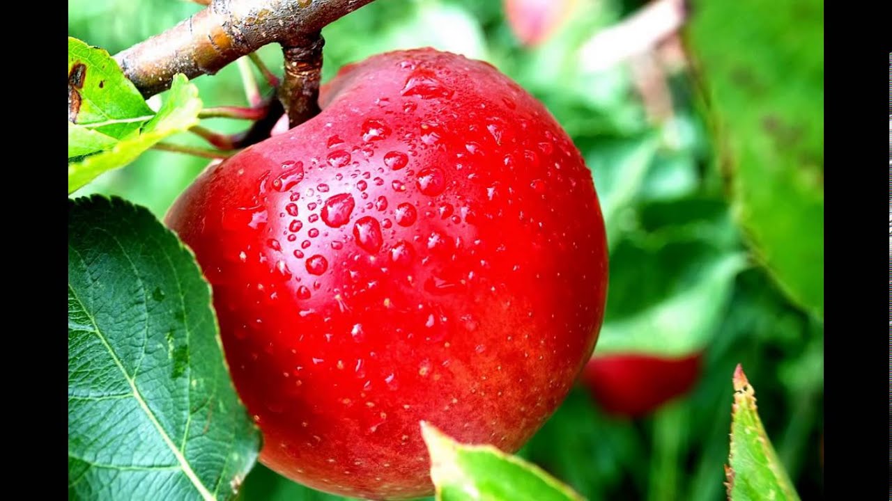 10 FRUCTE DE VARA - YouTube