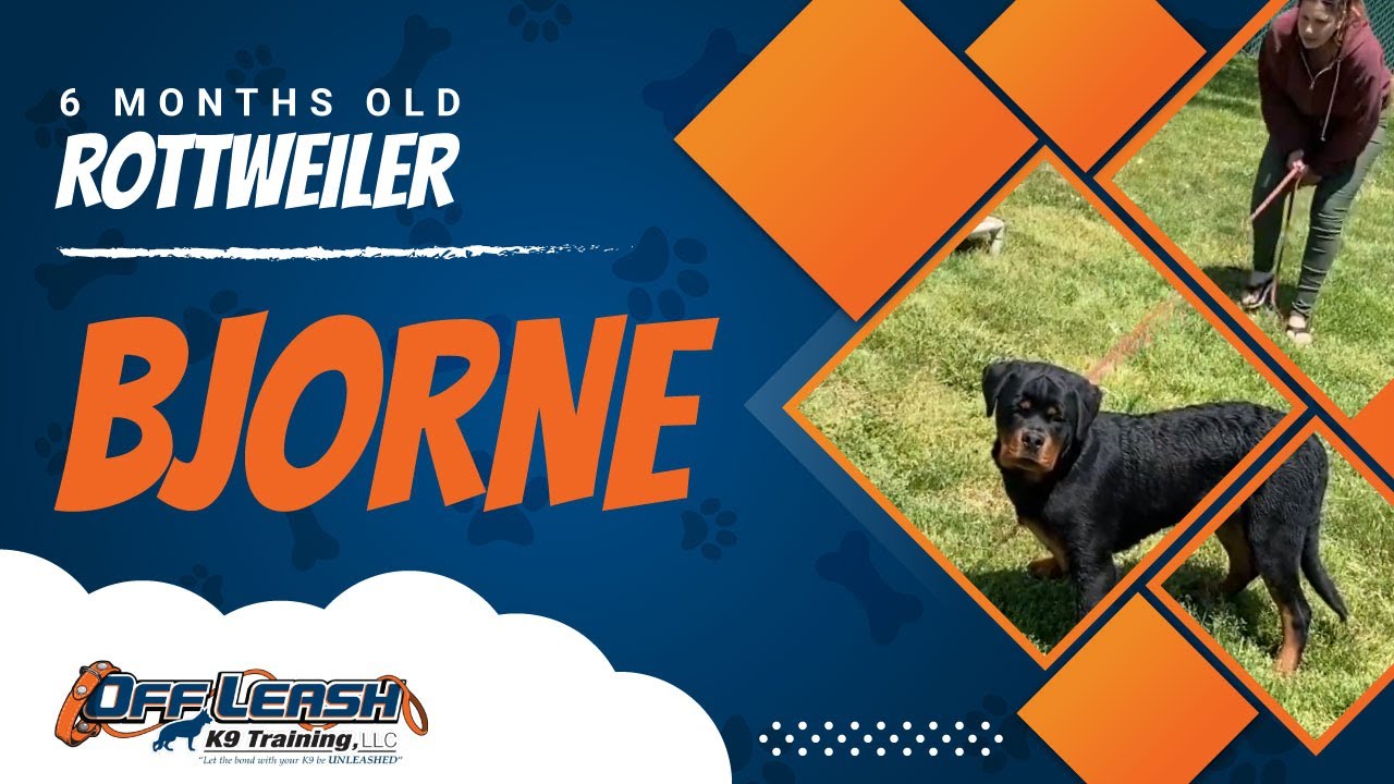 Rottweiler , 6 Months, Bjorne | Best Dog Trainers Northern VA, etc ...