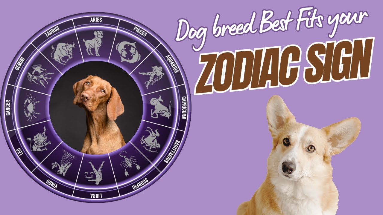 Best dog for leo zodiac 60 photos - Astrologytoyou.com
