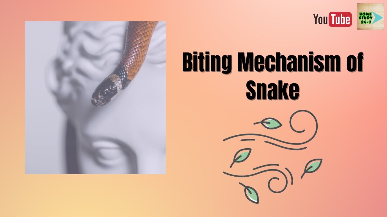 Biting Mechanism of Snake I Poisonous Gland I Bengali & English Lecture ...
