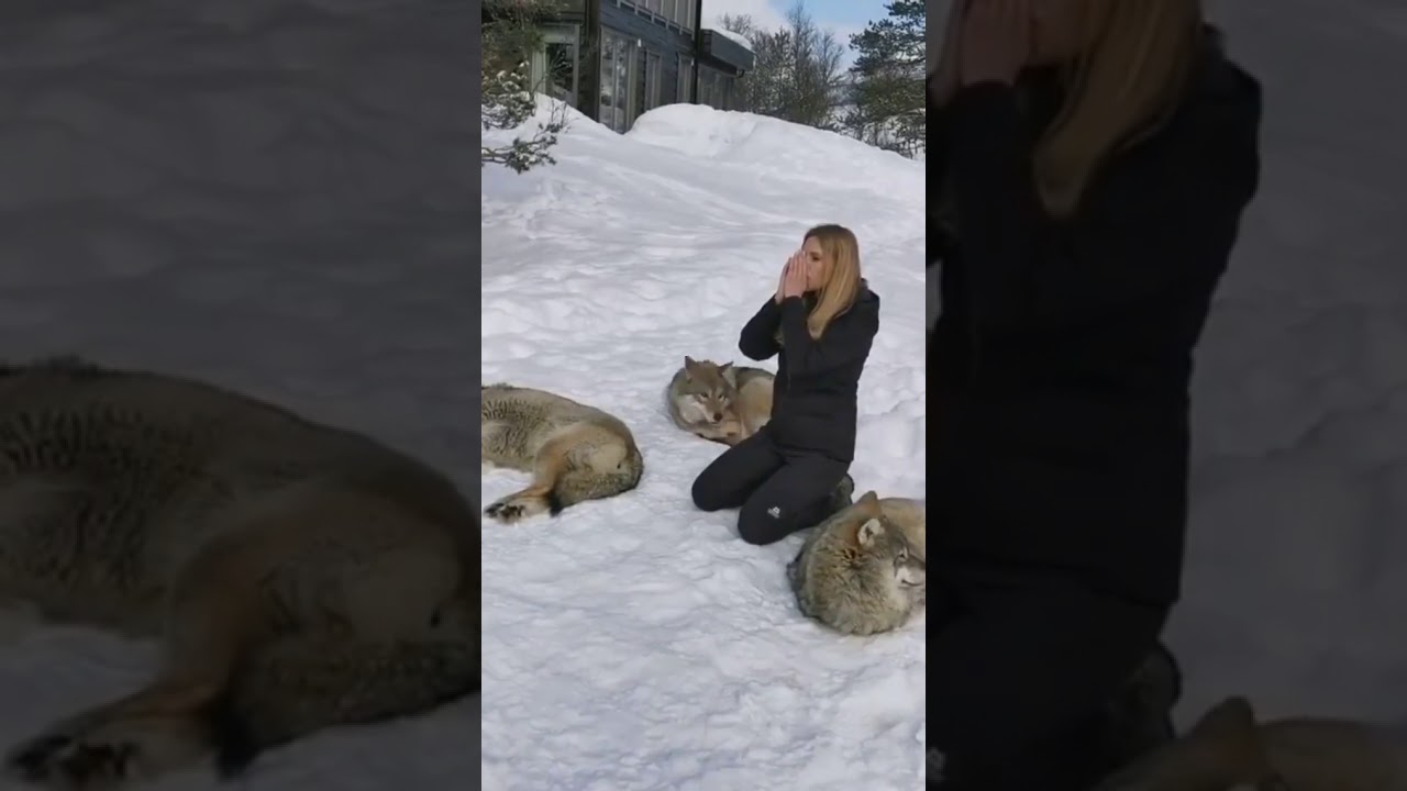 Hanging out with a pack of wolves. - YouTube