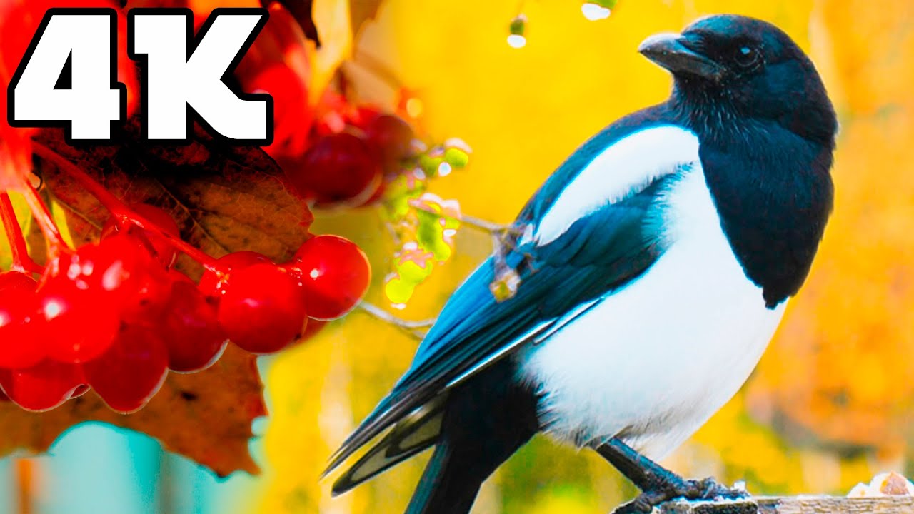 【4K】 Colorful Magpies. Magpie Sound Relaxing Video of Nature - YouTube