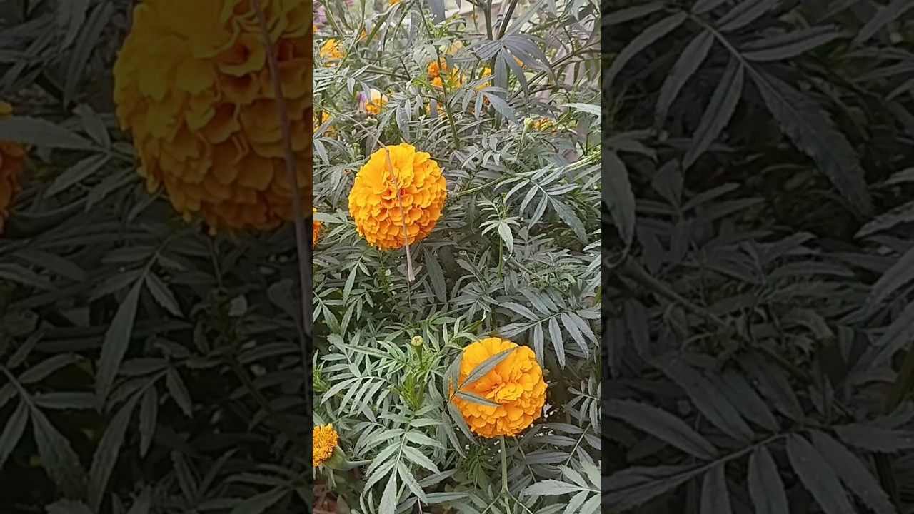 Hai shona// Winter queen flowers Ganda ful//#marigold - YouTube