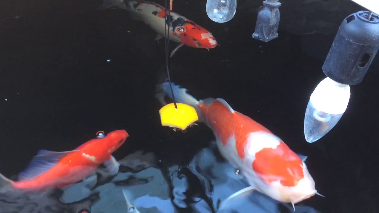Koi getting fat - YouTube