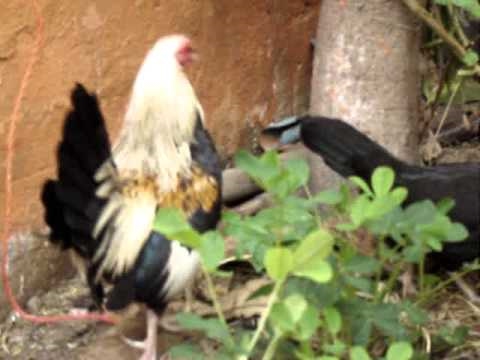 gallito kikiriki bantam alaquin cubano - YouTube
