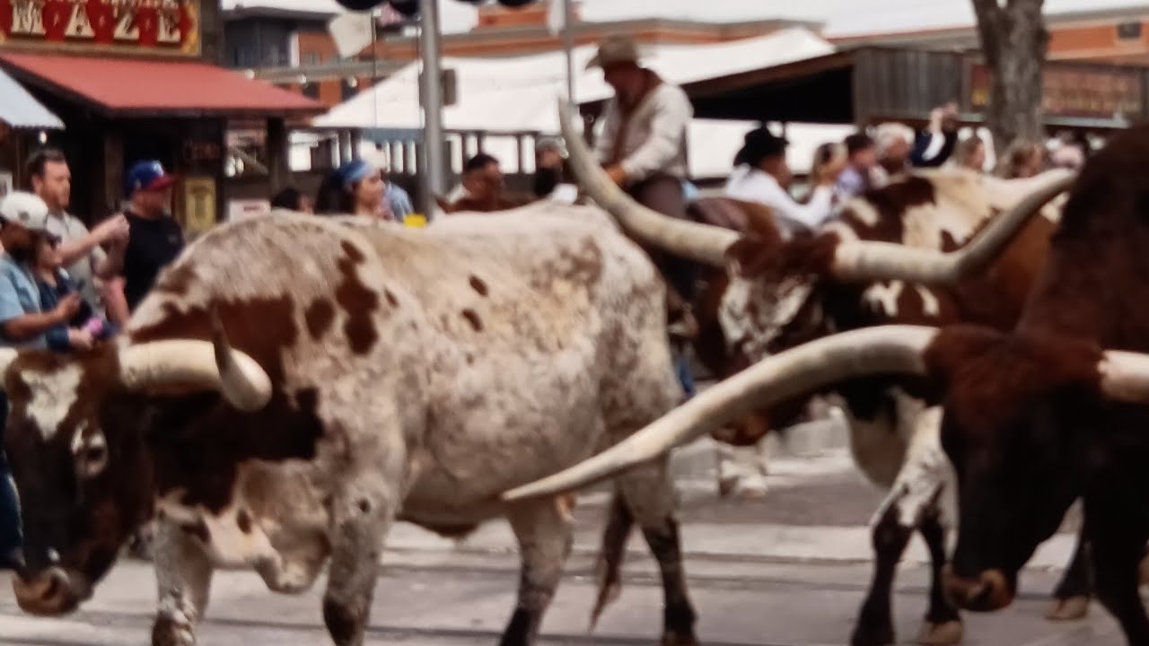 Enjoy the Longhorn Parade view. - YouTube