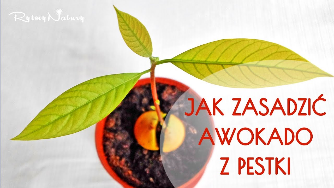 Jak zasadzić awokado z pestki? - YouTube