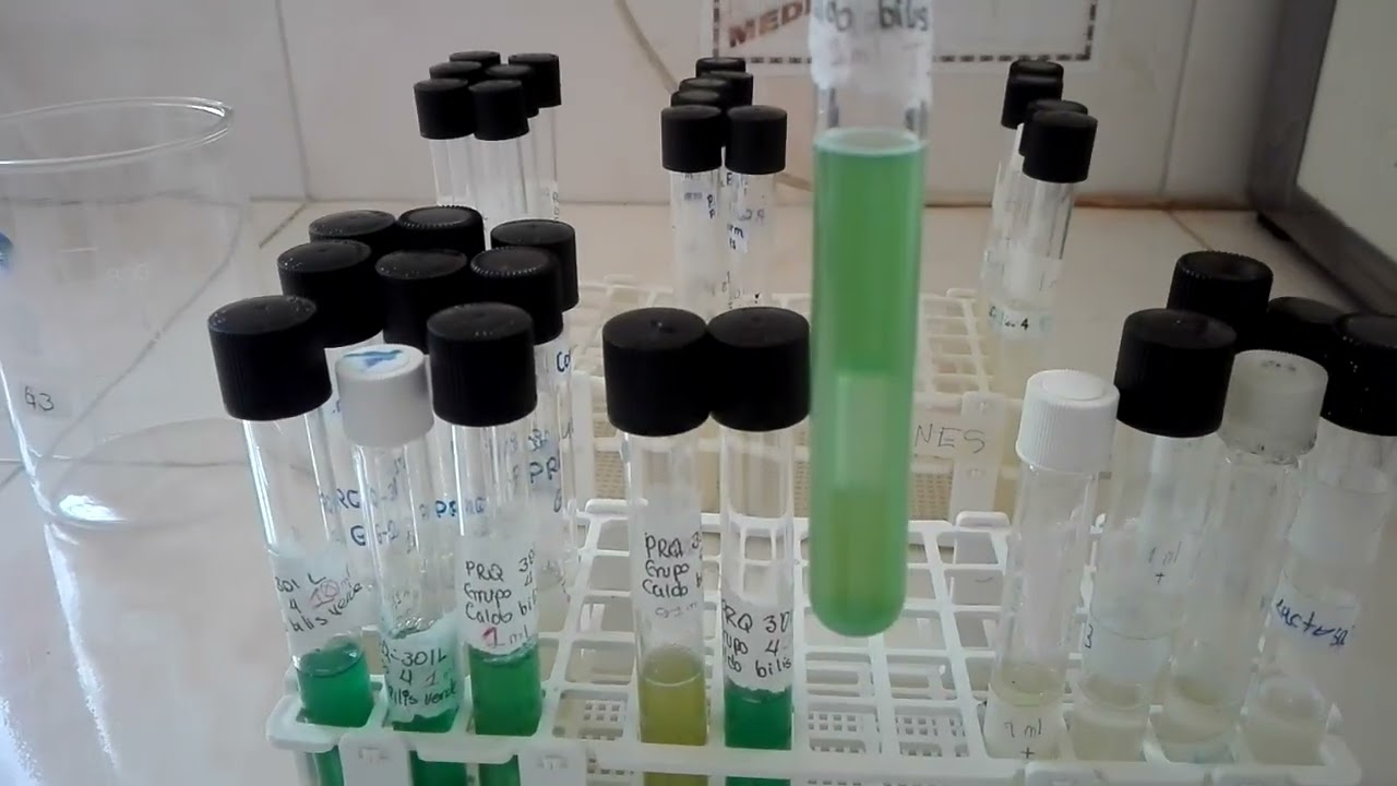 prueba confirmativa- en agar bilis verde brillante - YouTube