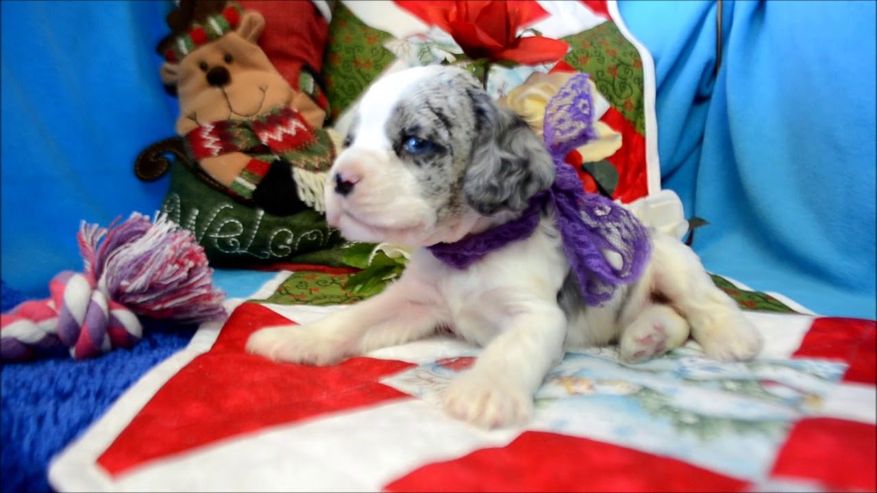 Belle AKC Blue Merle Blue-Eyes Cocker Spaniel Puppy for sale. - YouTube