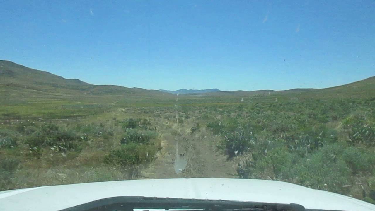 Greater Sage-Grouse Brood - Virginia Range, Nevada - YouTube