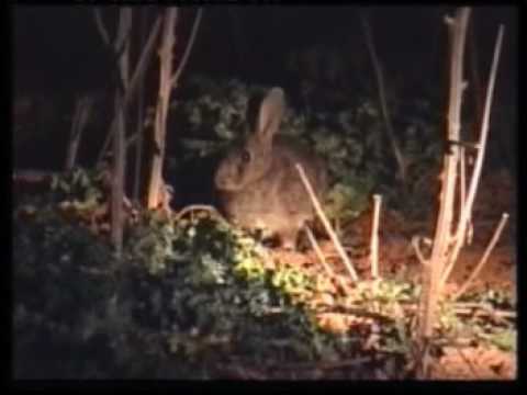 Caça de nit amb llum i pala - YouTube