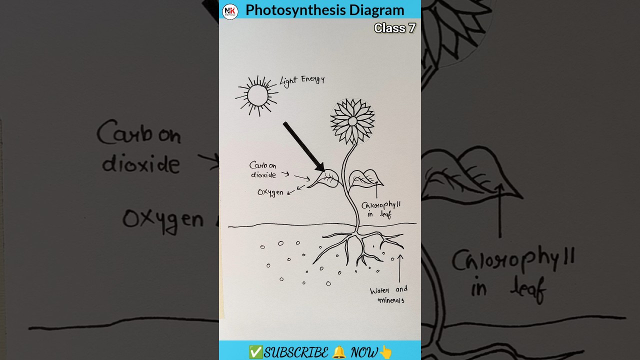 Photosynthesis Drawing Diagram
