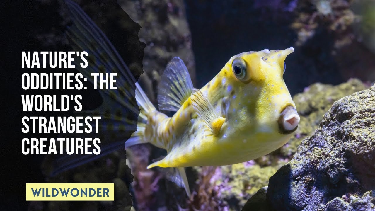 Discovering Nature's Oddities: The World's Strangest Creatures and ...