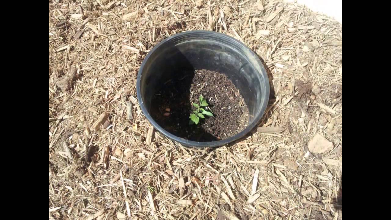 Early Grow System - YouTube