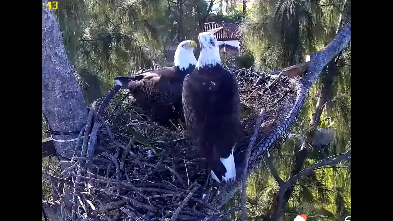 1/7/23 Dade County Eagles: Ron and Rose: Fish, Fluff, and Friendship ...