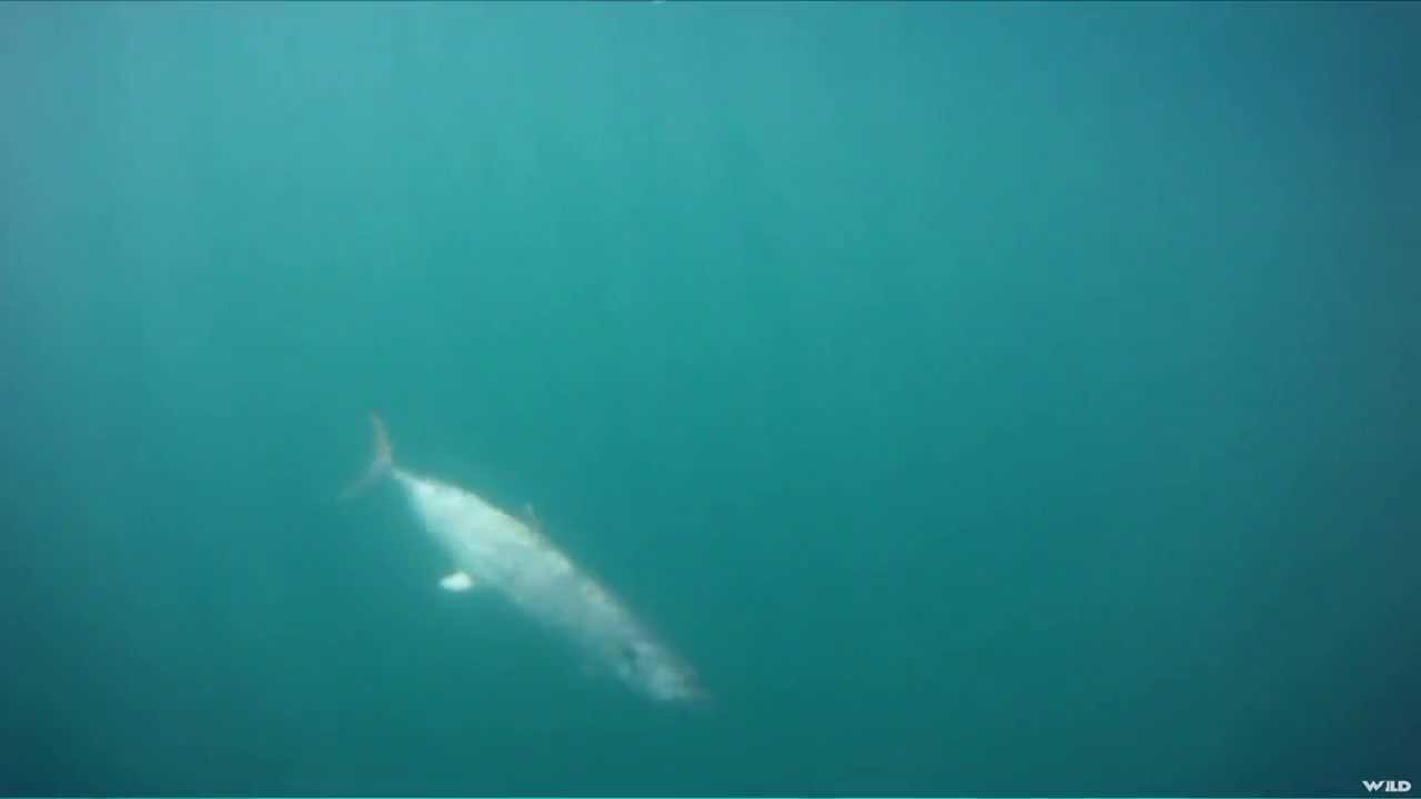 Butterfly Kingfish Fishing - YouTube