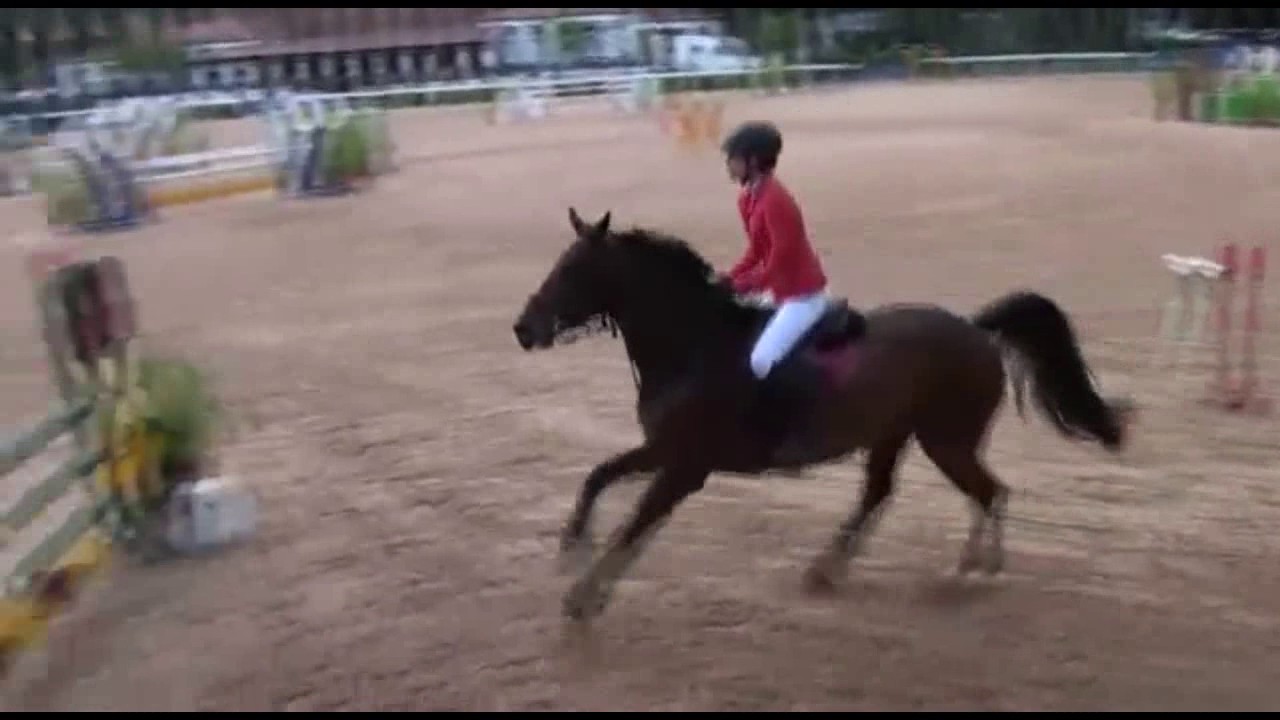 7 Y.O. MARE with CALATO X LANDGRAF X CALETTO II bloodline - HORSE FOR ...