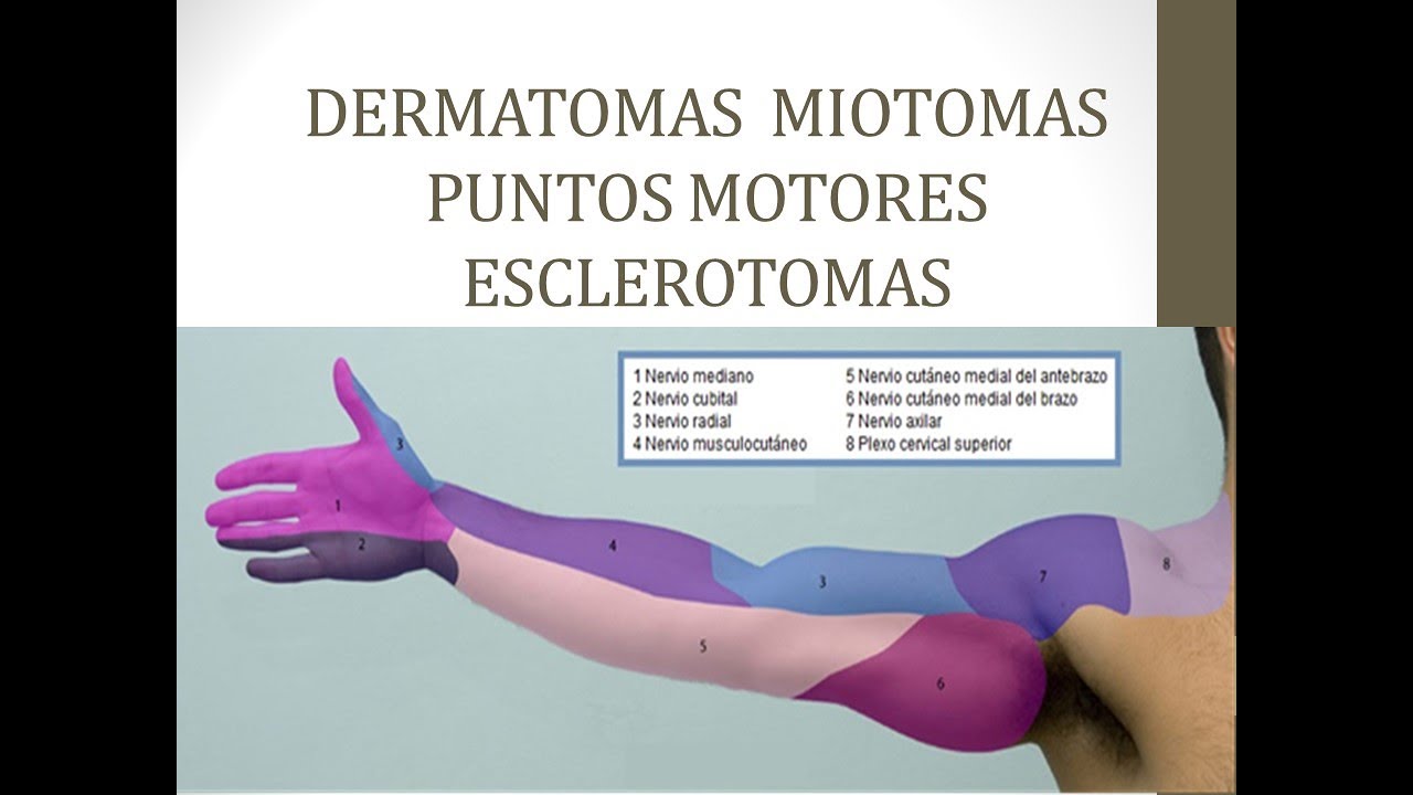 dermatomas y miotomas - YouTube