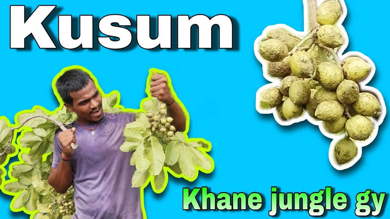 Kusum khane jungle gy || Kusum kha ke mja aagya Daily vlogs. - YouTube