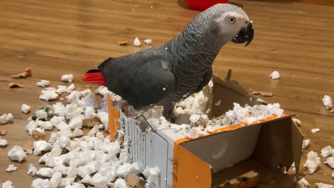 🤦🏻‍♀️🤷🏻‍♀️ I cant say how much he is obsessed with crunchy things🫣 ...