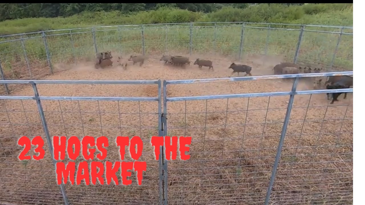 NEW RECORD wild hog sales! Plus your Sunday morning wild hog market ...