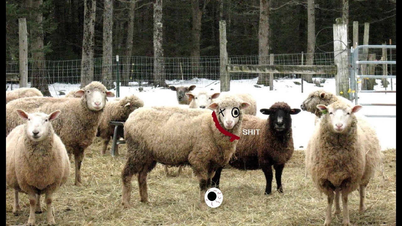 Mutton Eye Dissection🐏 - YouTube