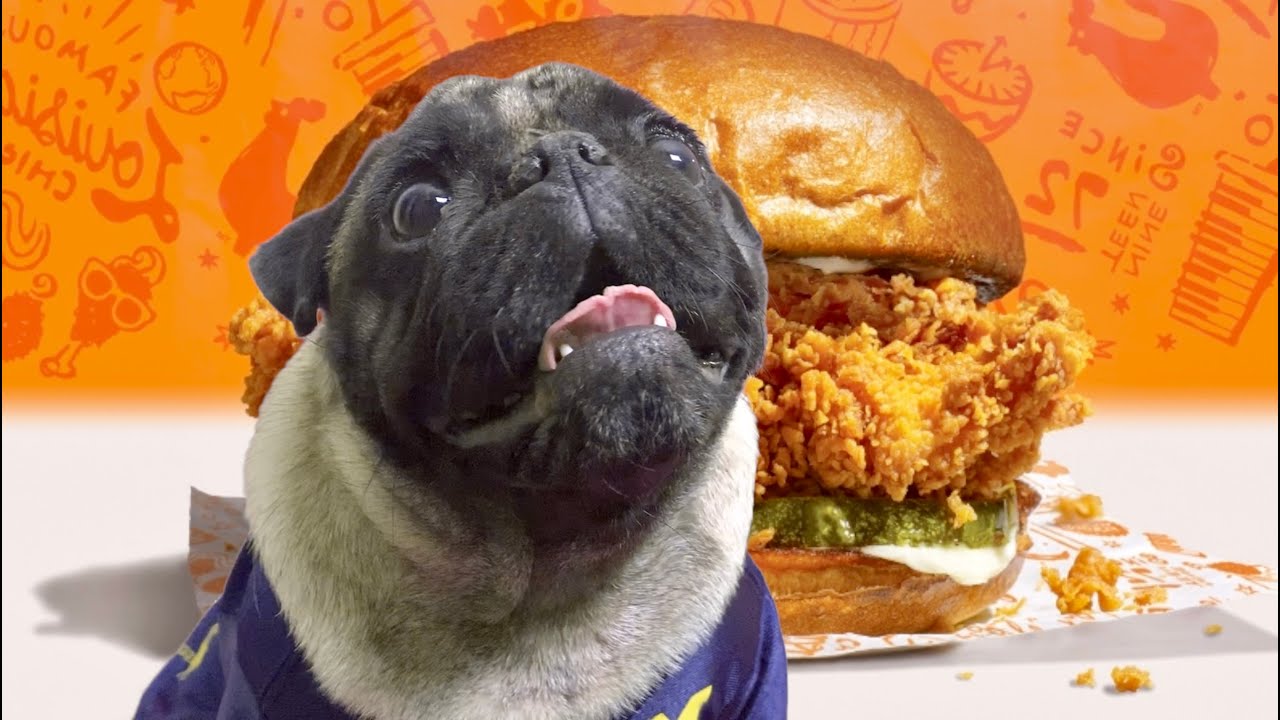 Pug Eats Popeyes Chicken Sandwich - YouTube