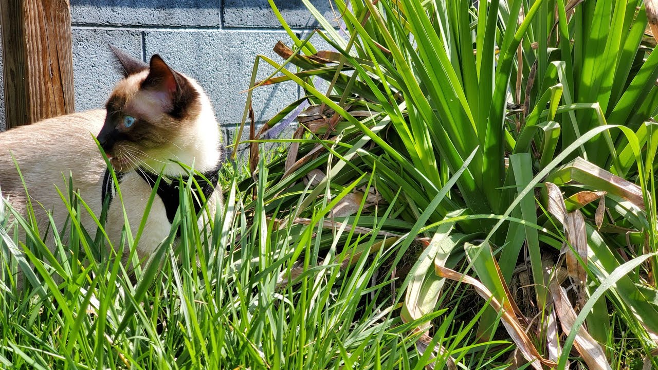 Siamese cat had an eventful day. [Ended in a fight] - YouTube