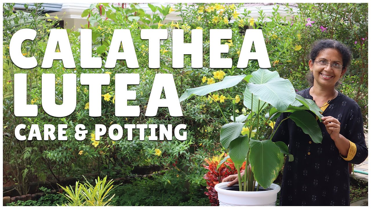 Calathea Lutea | Care & Potting | My Biggest Calathea! - YouTube
