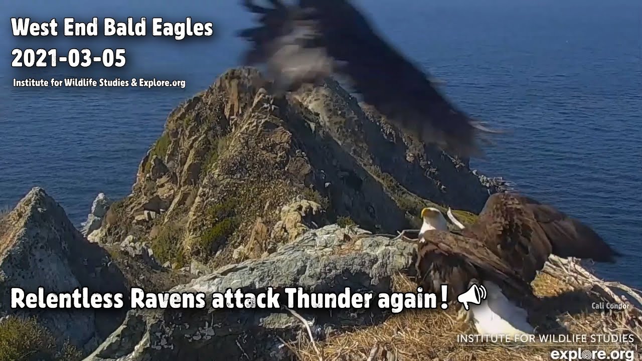 West End Eagles🦅Relentless Ravens Attack Thunder Again ️📣Explore.org ...