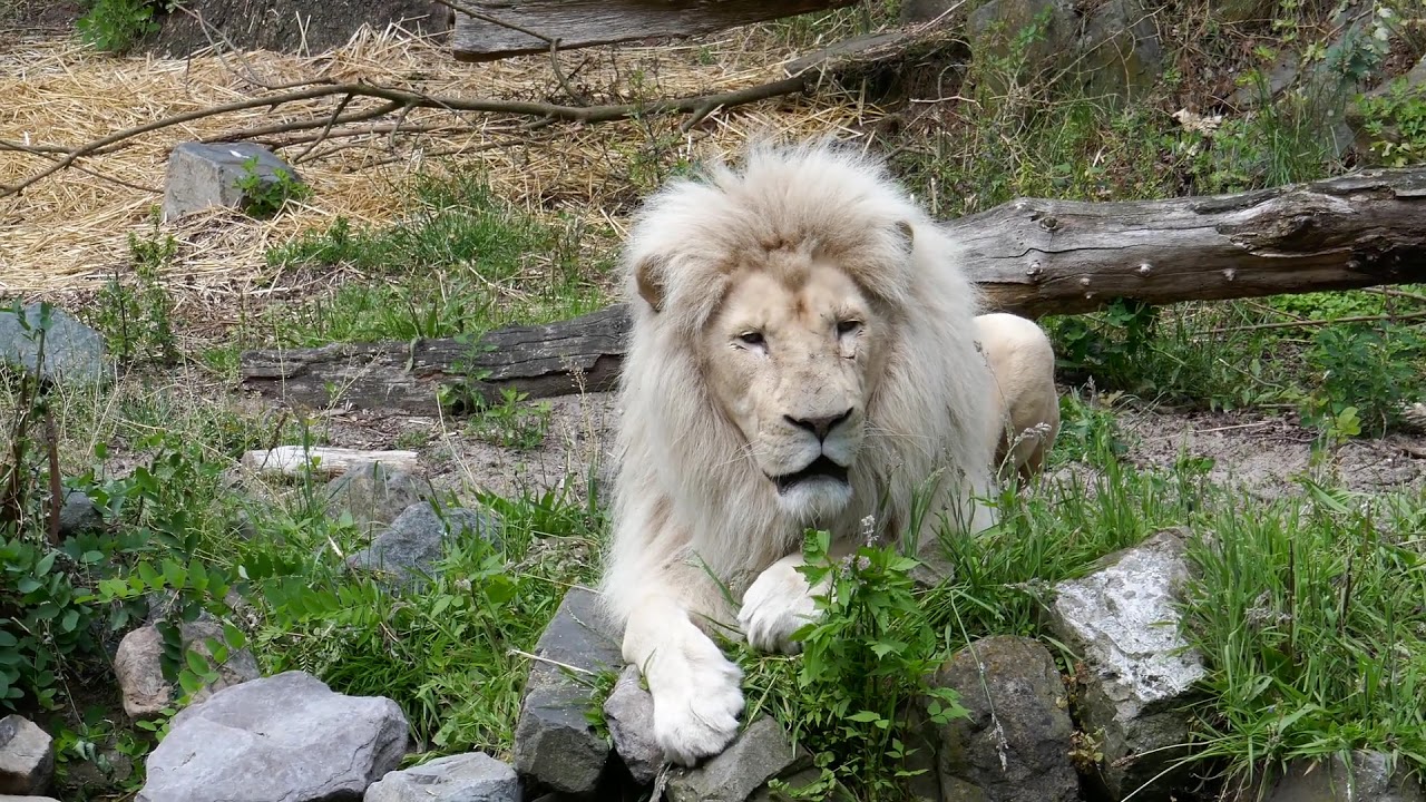 AFRIKAANSE WITTE LEEUW OUWEHANDS DIERENPARK (4K) (UHD) - YouTube