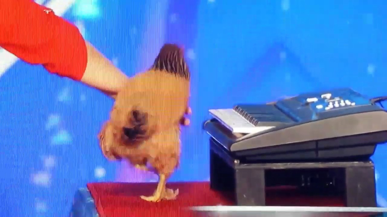 Chicken plays piano National Anthem - YouTube