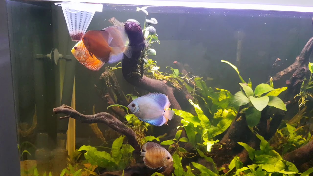 DISCUS FISH EAT - YouTube