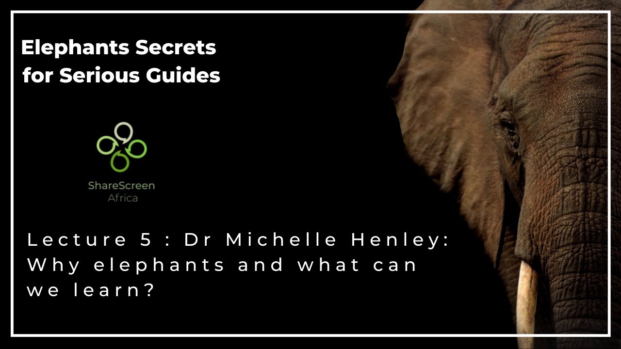 What can we learn from elephants? - YouTube