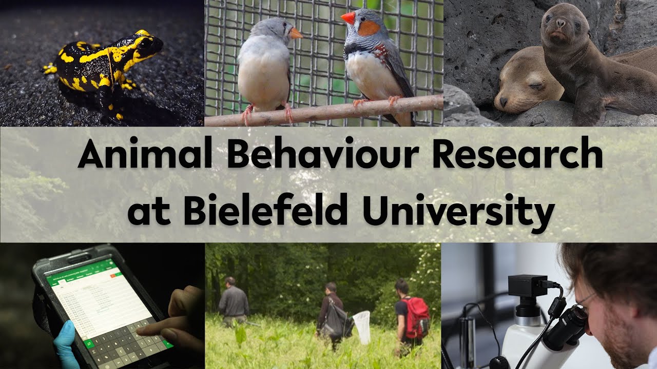 Animal Behaviour Research at Bielefeld University - YouTube