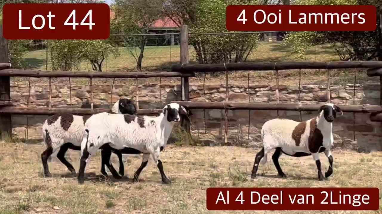 Sterkfontein Meatmaster | Meatmaster & Dorper Produksieveiling | Lot 44 ...