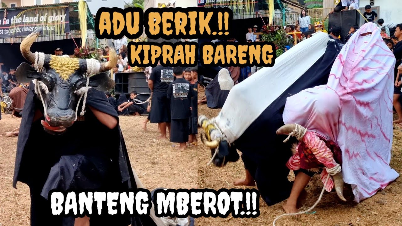 BANTENG MBEROT | ADU BERIK || KIPRAH BARENG live giripurno kota batu ...