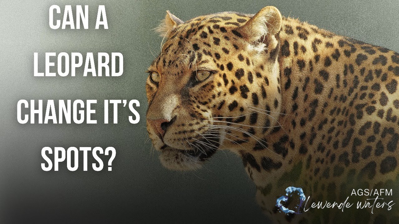 Can a Leopard Change It's Spots - YouTube