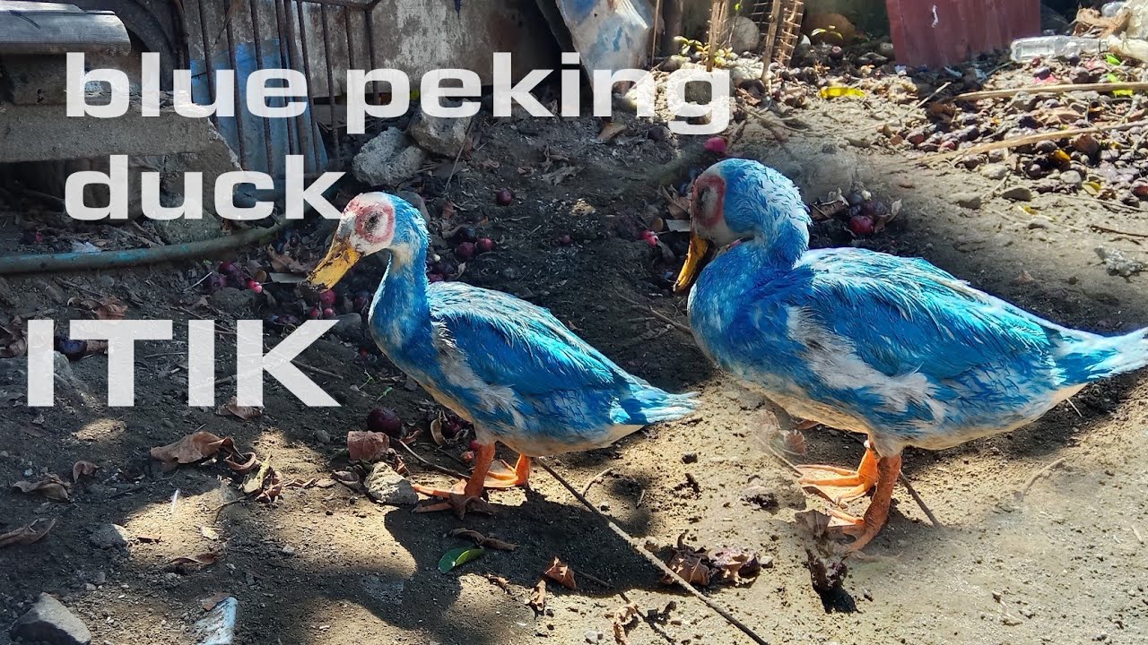 KULAY ASUL NA ITIK | blue peking duck | DUCK - YouTube