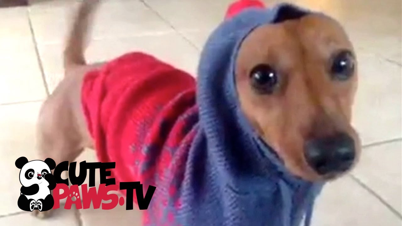 Funniest, Cute Animal Vine Compilation | May, Part 1 | CutePawsTV - YouTube