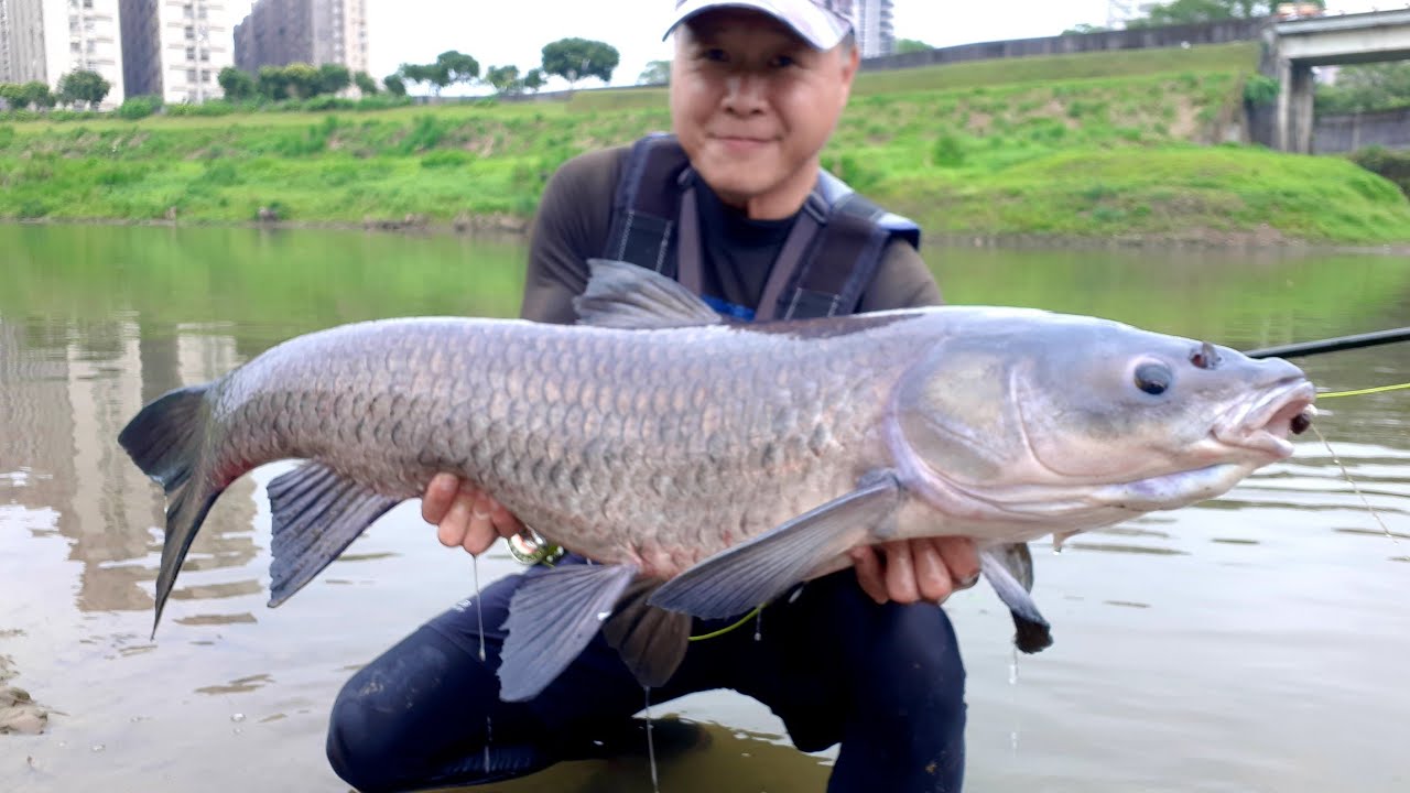 基隆河 好巨大 快斷竿了 Taiwan flyfishing black carp very big（2021.05.05.）飛繩釣 大烏騮 ...