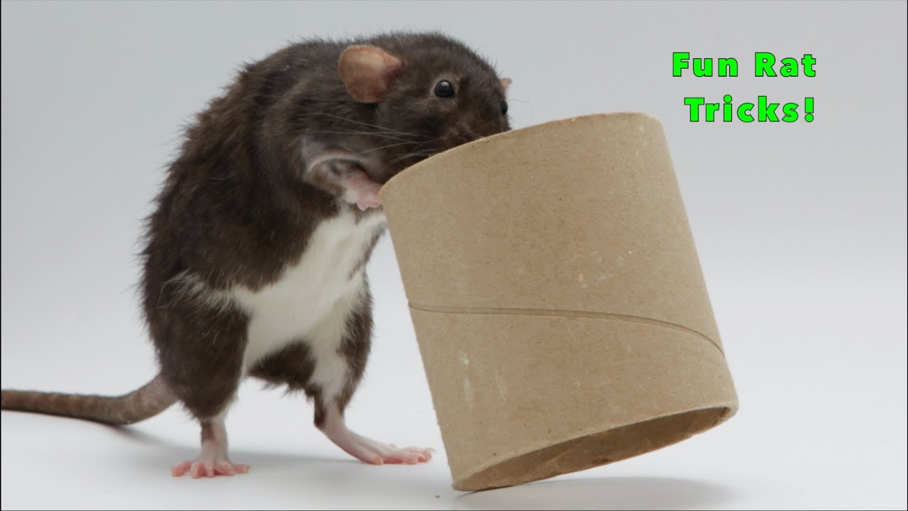 Donut the Rats Amazing Tricks - Part 3! - YouTube