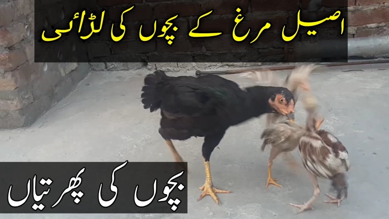 Fight of aseel murga kids small aseel fight . - YouTube