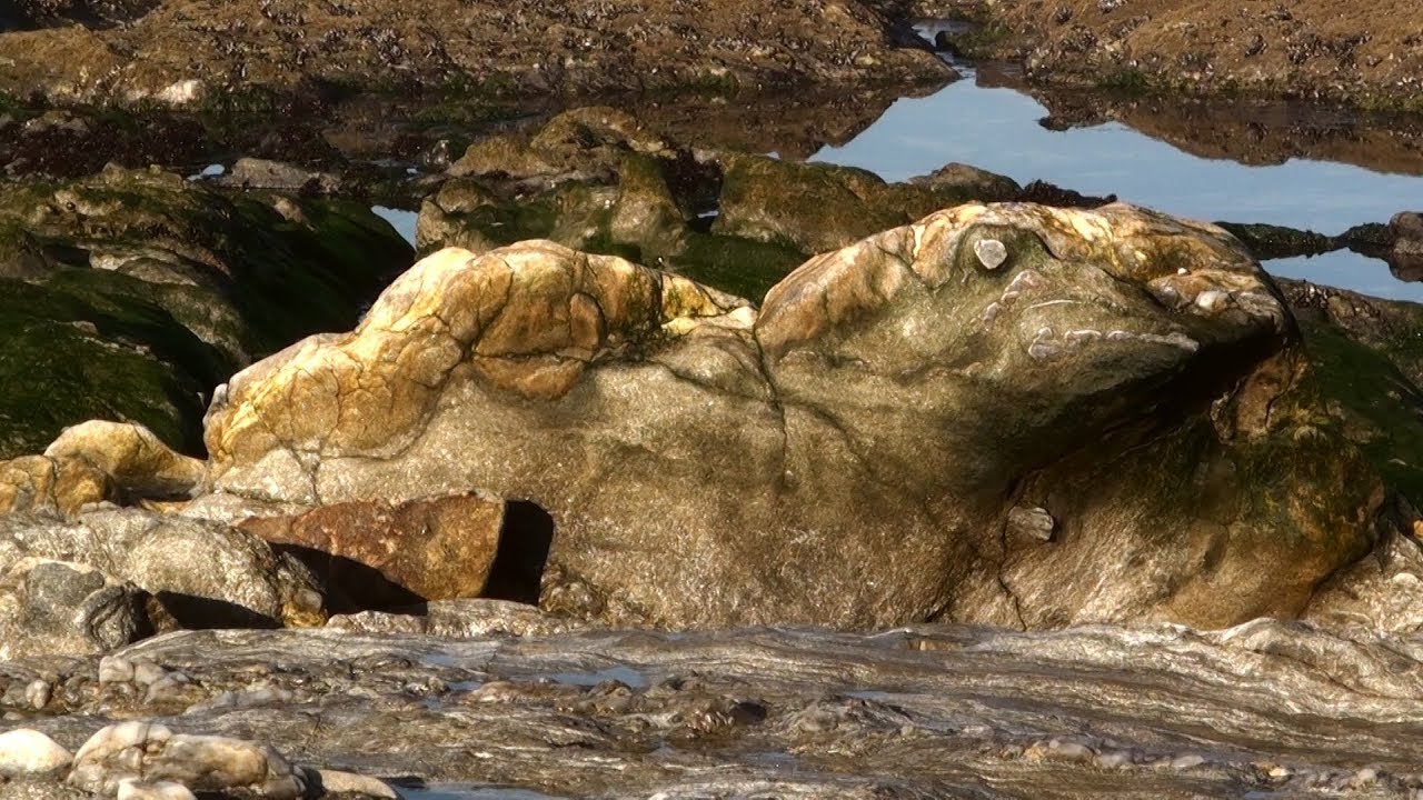 Relax - Rock shaped like a lizard on the beach - YouTube
