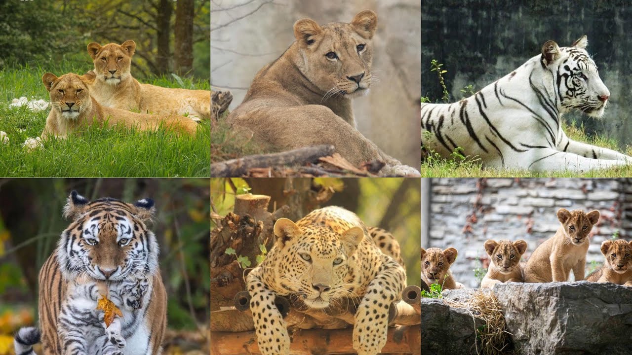 teaser Zoo - Lion 🦁 Tiger 🐯All Animals 🦔 🦓 🦒 wildlife Zoo - YouTube