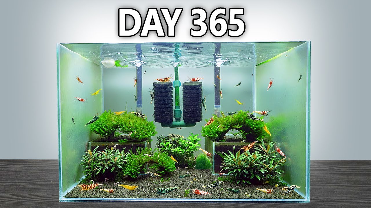 I Made a Tiny Ecosystem for Caridina Shrimp (And Let it Grow for 1 Year ...