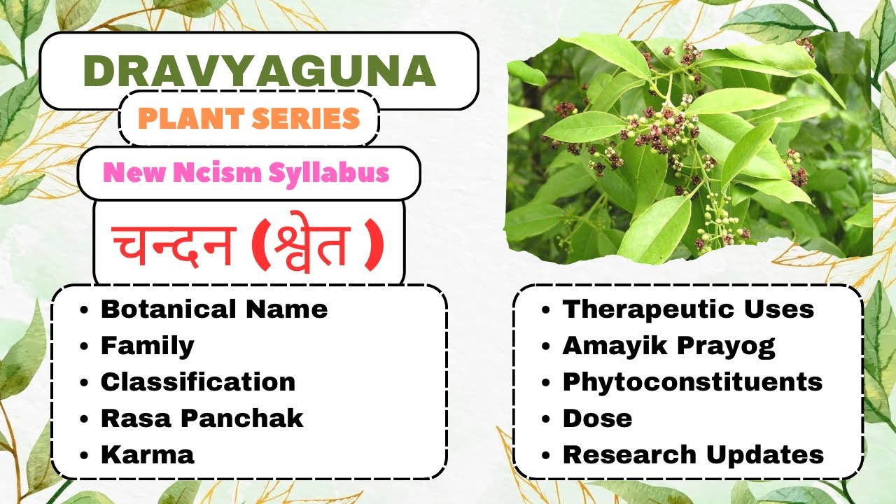 CHANDAN(SWETA)| Dravyaguna Plants Series | #bams2ndyear #plants # ...